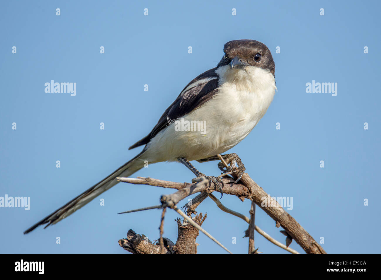 A Common Fiscal Shrike male on a tree top, Valley Camp Mara Naboisho ...