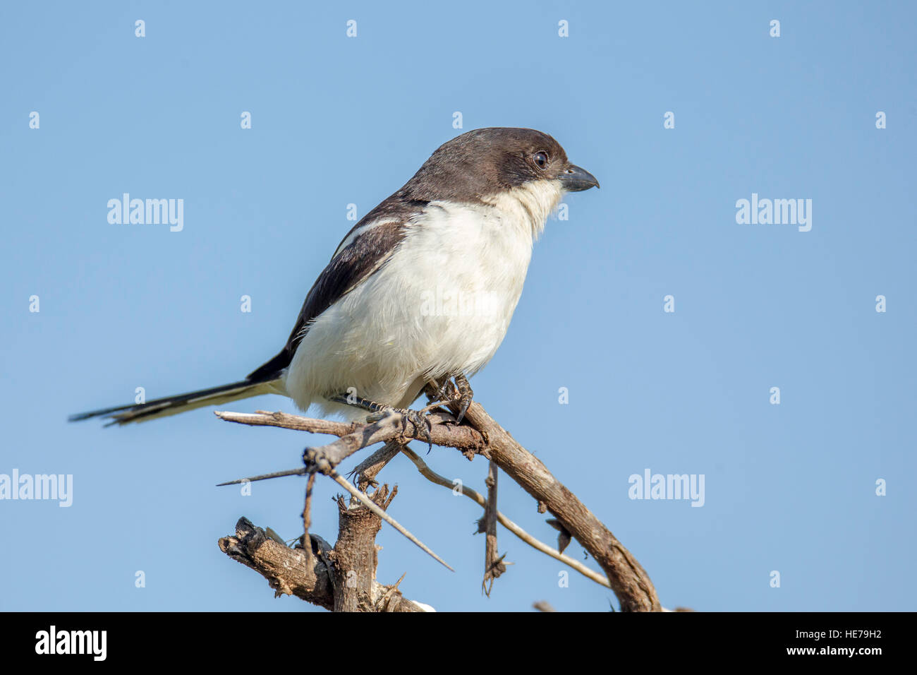 A Common Fiscal Shrike male on a tree top, Valley Camp Mara Naboisho ...