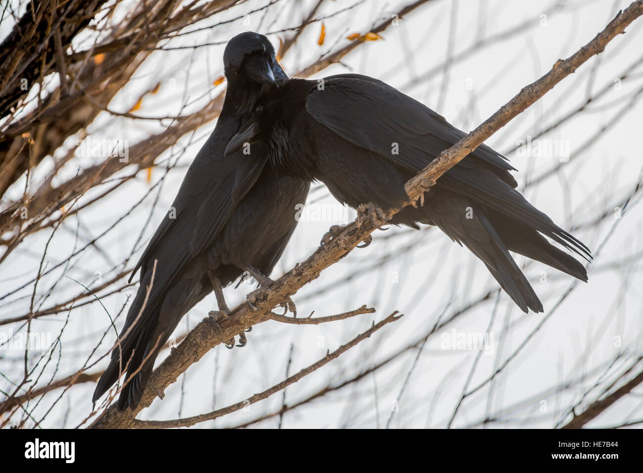 Pair of common ravens hi-res stock photography and images - Alamy