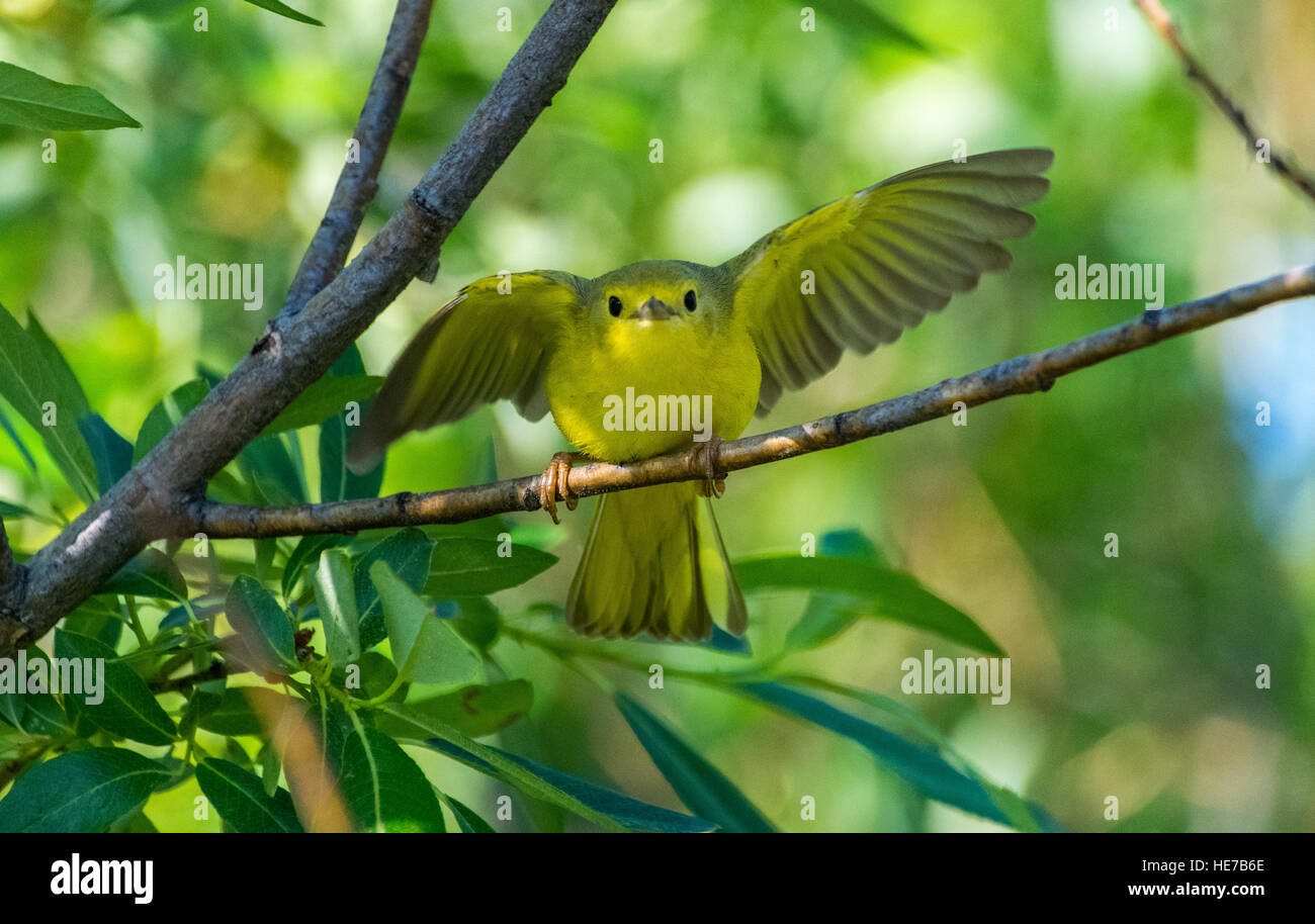 Yellow wingspan hi-res stock photography and images - Alamy