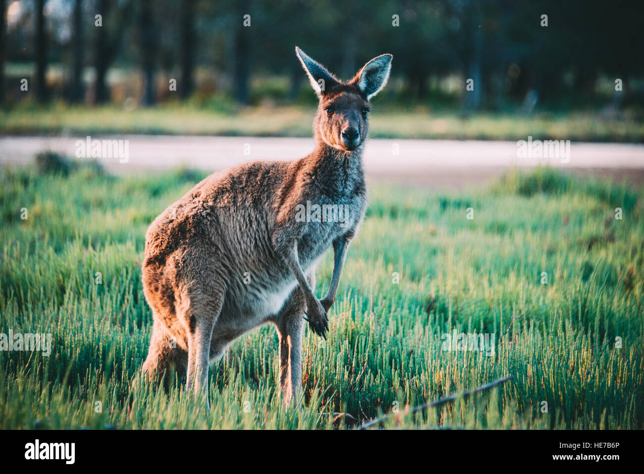 Kangaroos at Heirisson Island in Perth, Western Australia Stock Photo ...