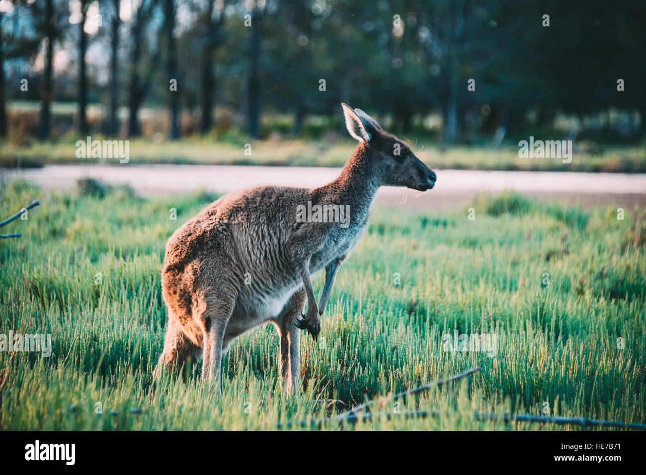 Kangaroos at Heirisson Island in Perth, Western Australia Stock Photo ...