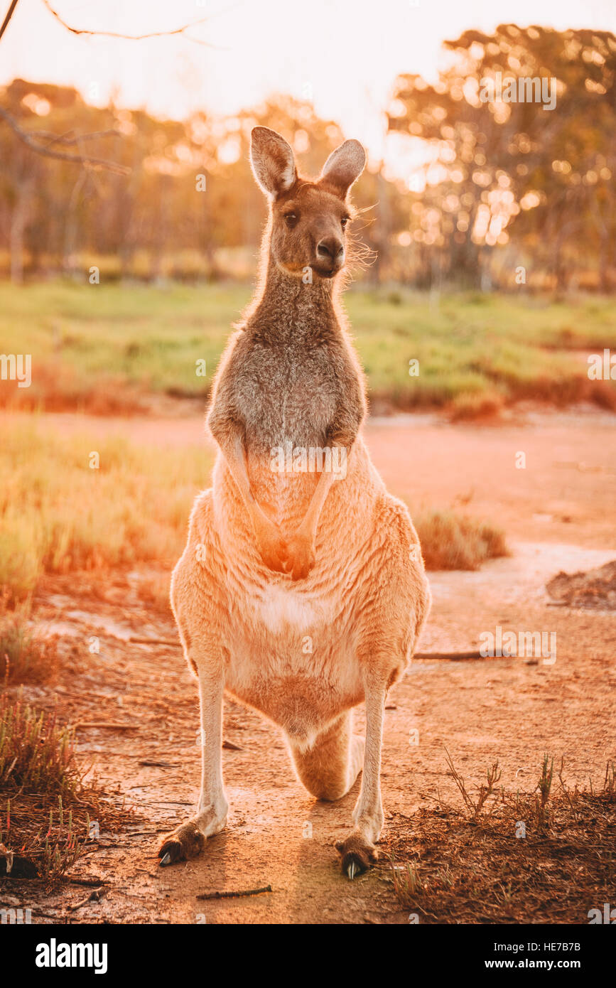 Kangaroos at Heirisson Island in Perth, Western Australia Stock Photo ...