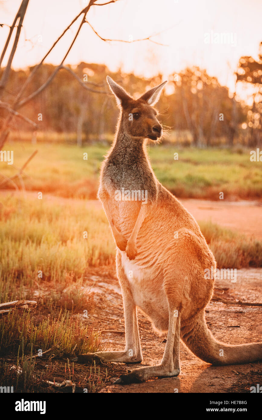 Kangaroo island australia wildlife hi-res stock photography and images ...