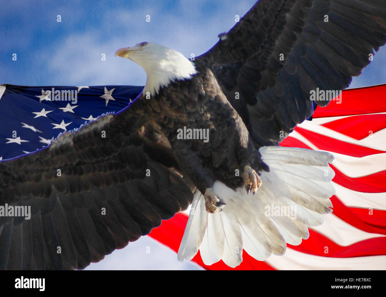 Bald Eagle in front of the American Flag Stock Photo - Alamy