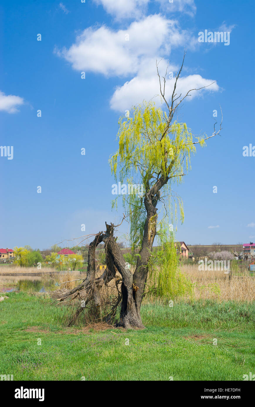 Spring landscape with broken willow tree near small river Sura, central ...
