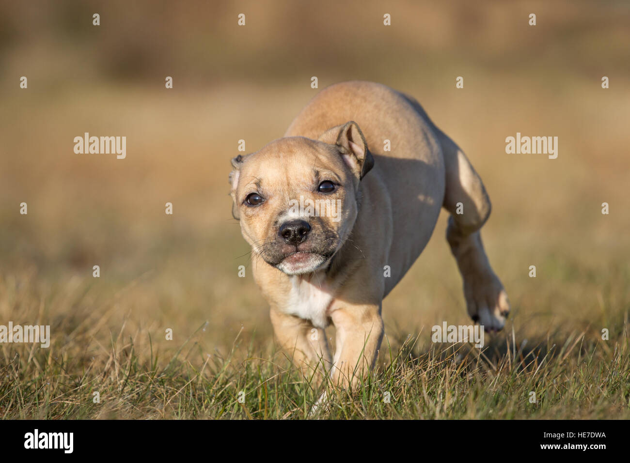 American Pit Bull Terrier puppy running Stock Photo - Alamy