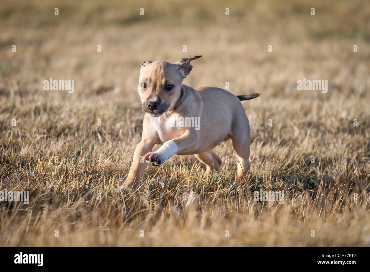 Bulldog type puppy Stock Photo - Alamy