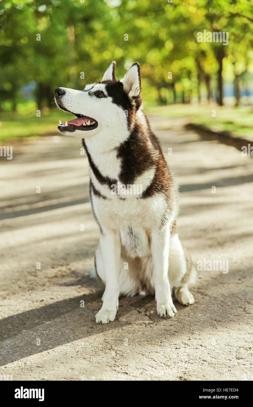 Smile husky hi-res stock photography and images - Alamy