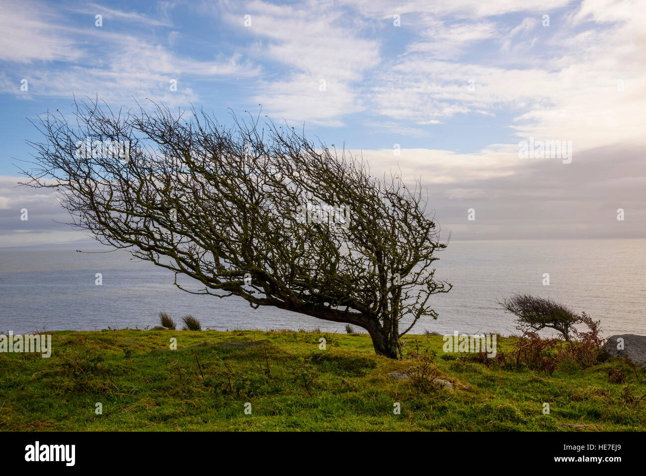 Windswept tree, Solway Firth, Dumfries & Galloway, Scotland Stock Photo ...