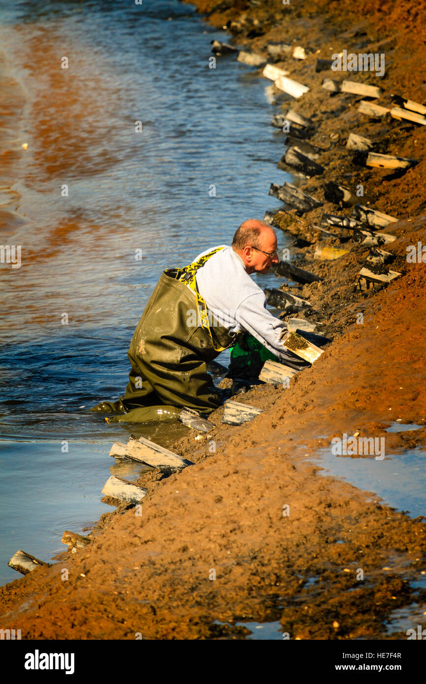 Mud puddle fish hi-res stock photography and images - Alamy