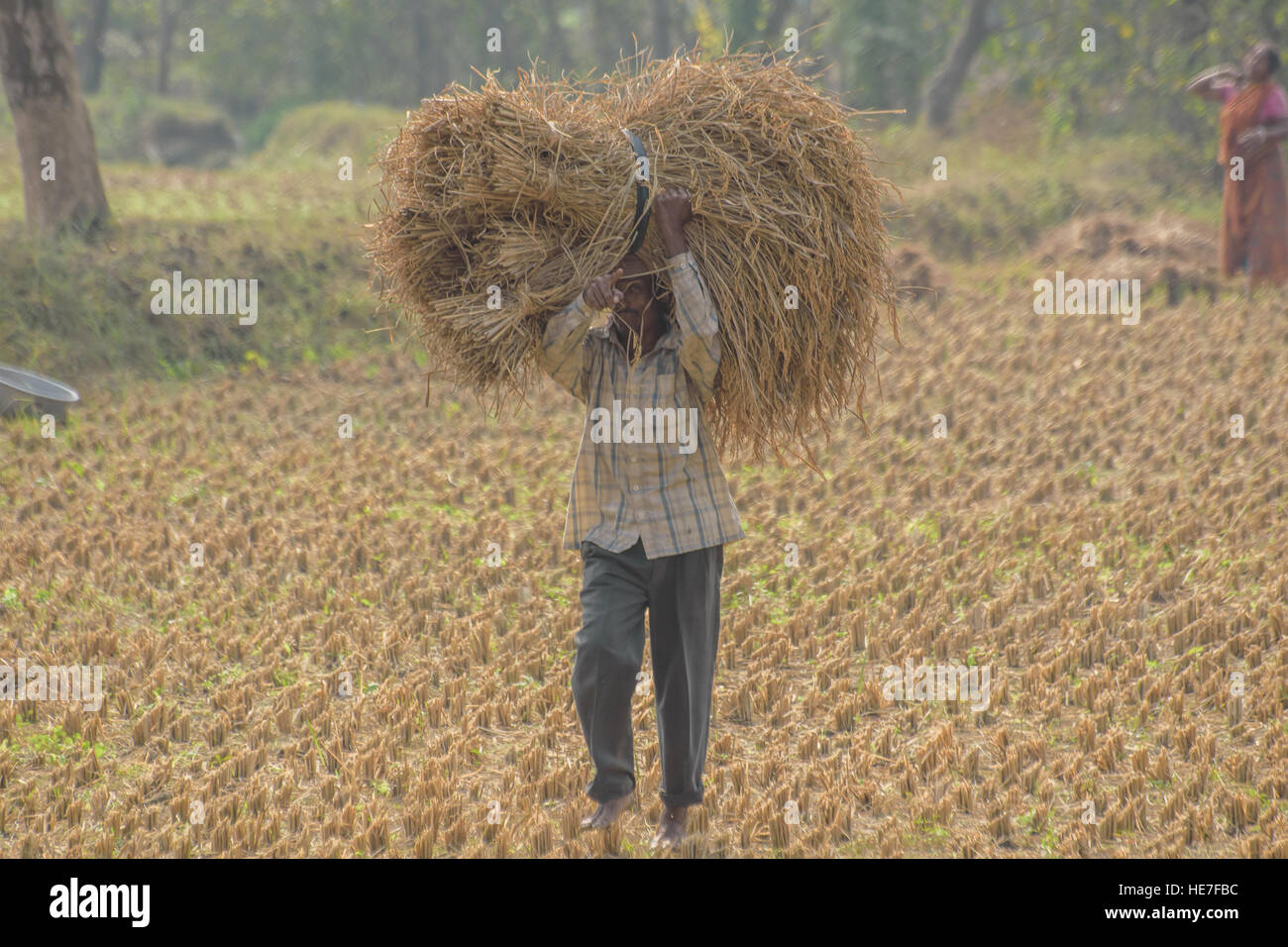 The villager is carrying harvested crops to the store Stock Photo - Alamy