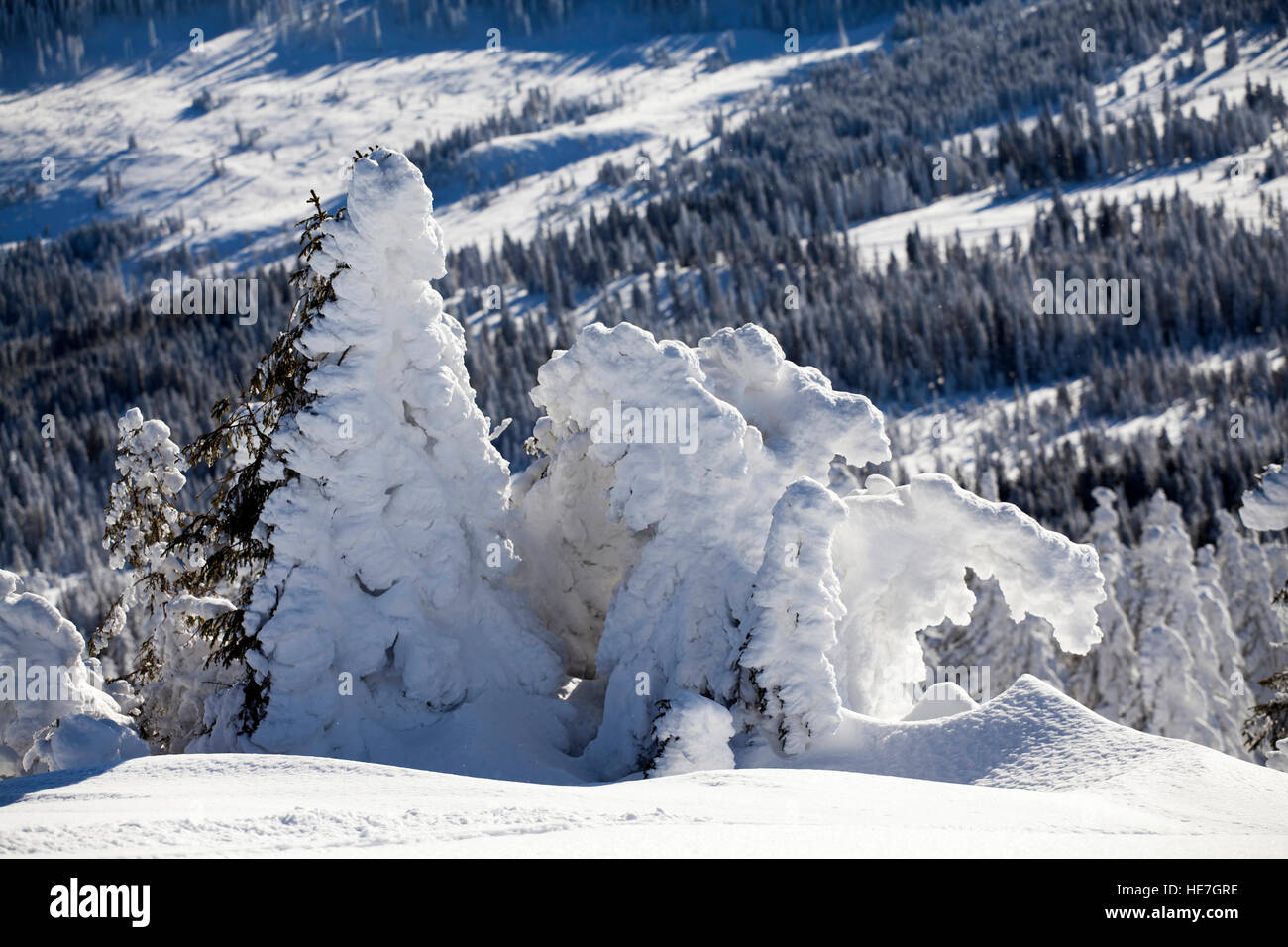 Winter wonderland - Christmas background with snowy fir trees in the ...