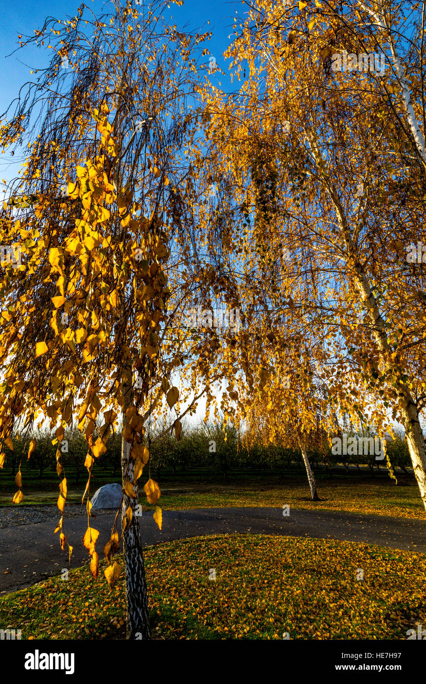 Birch trees in the fall Stock Photo - Alamy