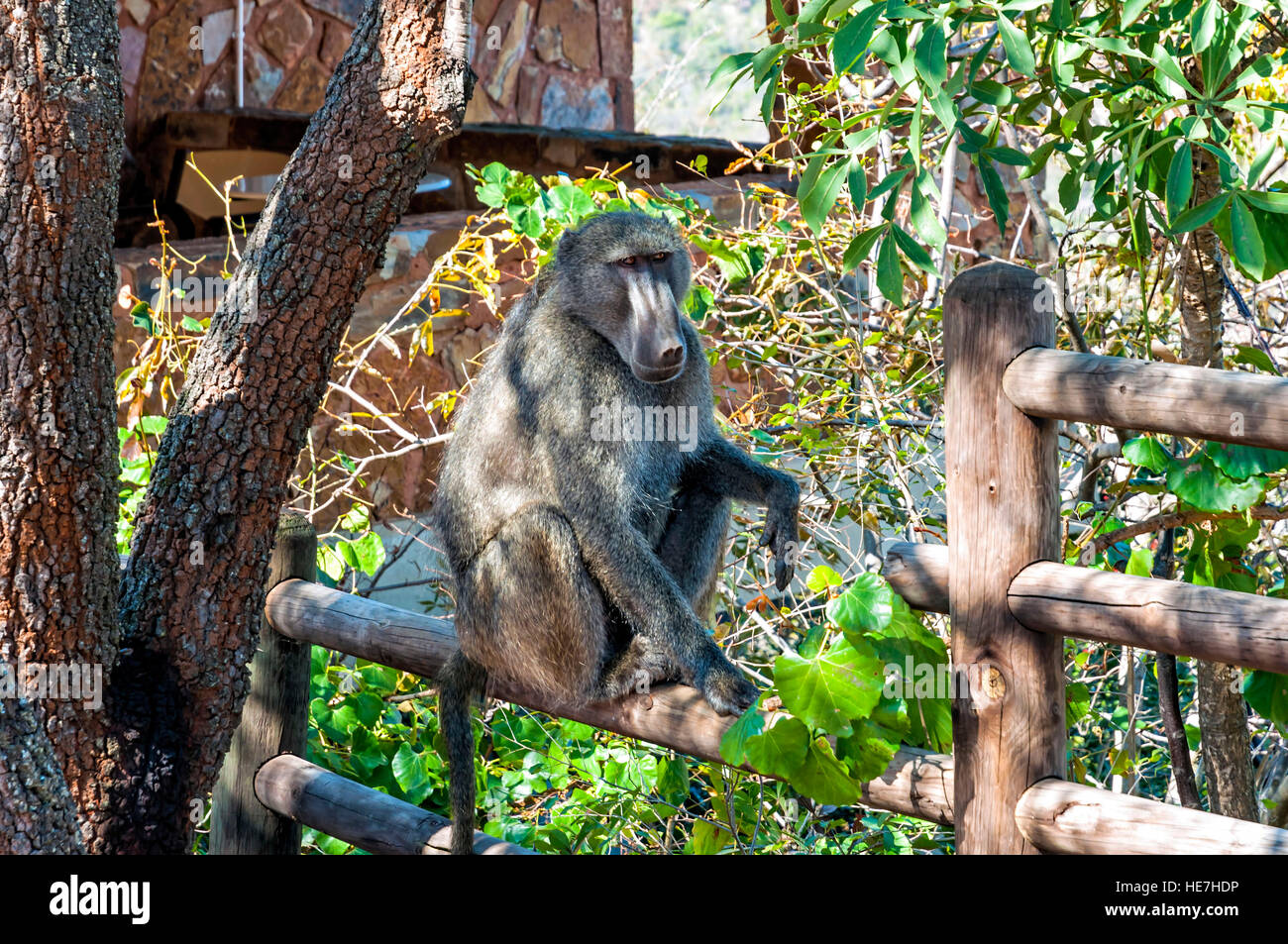Baboon in Blyde river canyon national park, South Africa. Baboons are ...