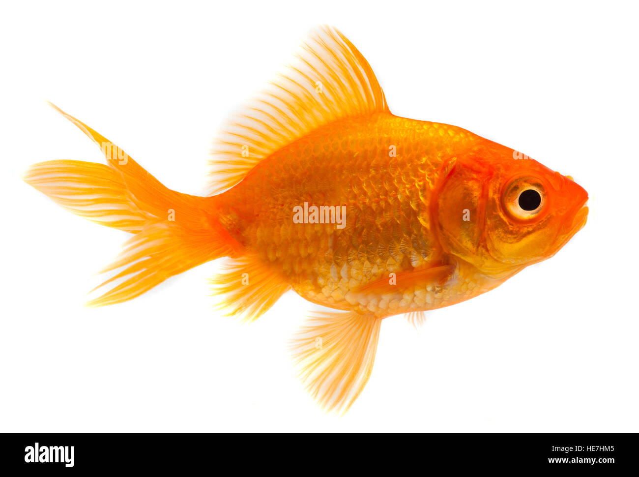 Goldfish in front of a white background Stock Photo - Alamy