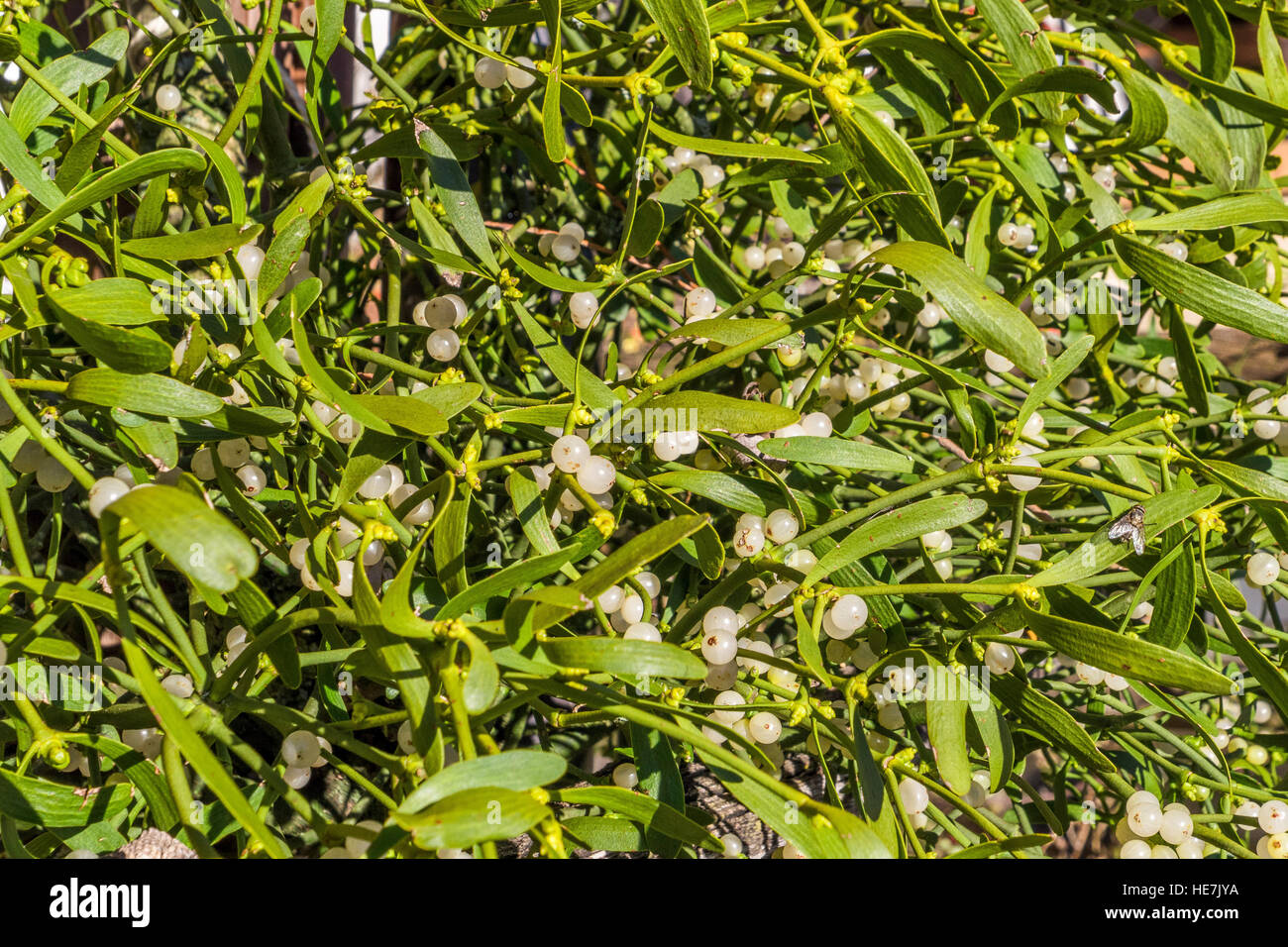 Misteltoe decoration hi-res stock photography and images - Alamy