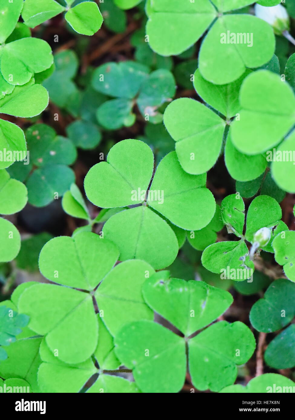 Three leaf clovers Stock Photo - Alamy