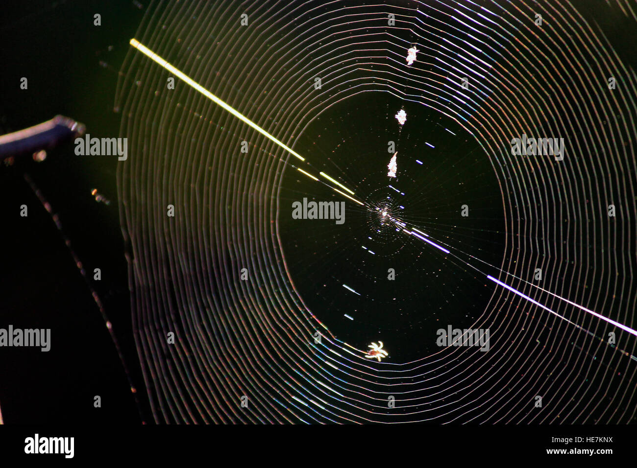 Spider basics hi-res stock photography and images - Alamy