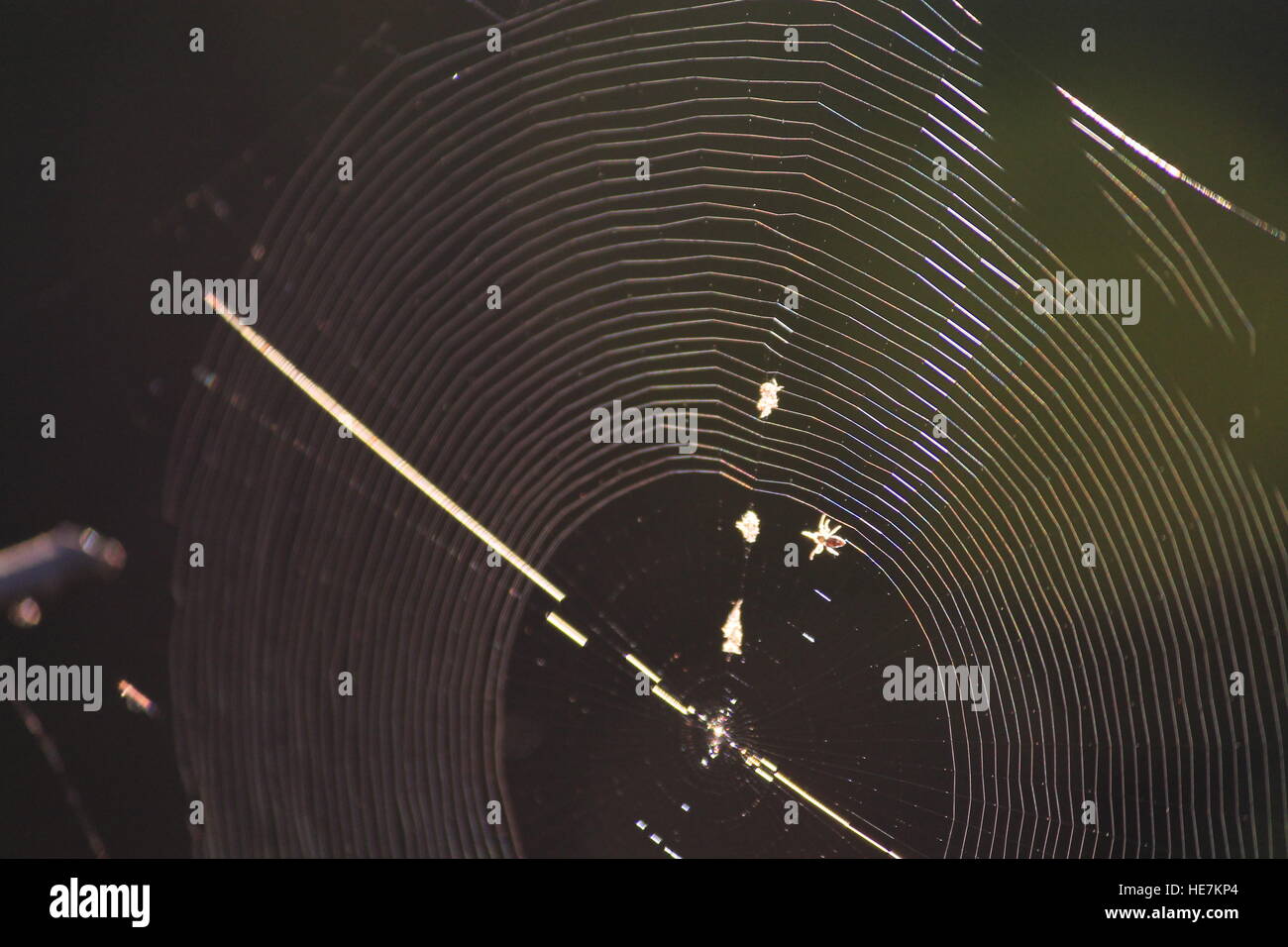 Spider basics hi-res stock photography and images - Alamy