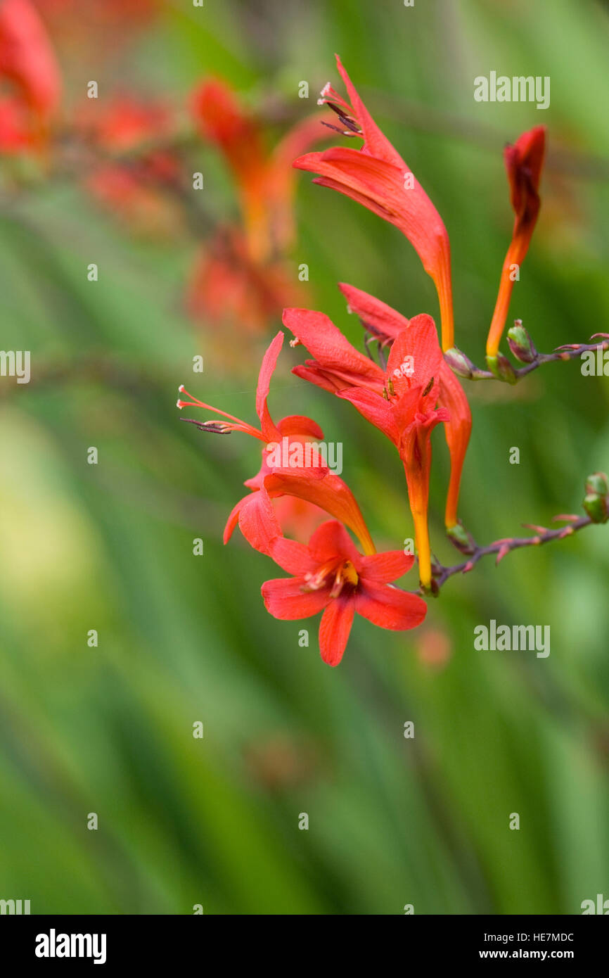 Montbretia lucifer flowers hi-res stock photography and images - Alamy