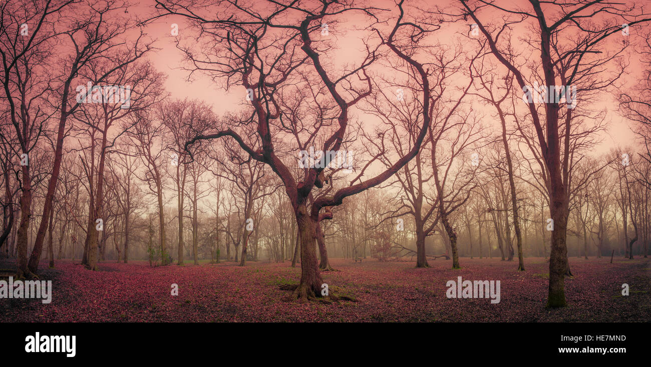 Beautiful misty forest near Rookery in London Stock Photo - Alamy