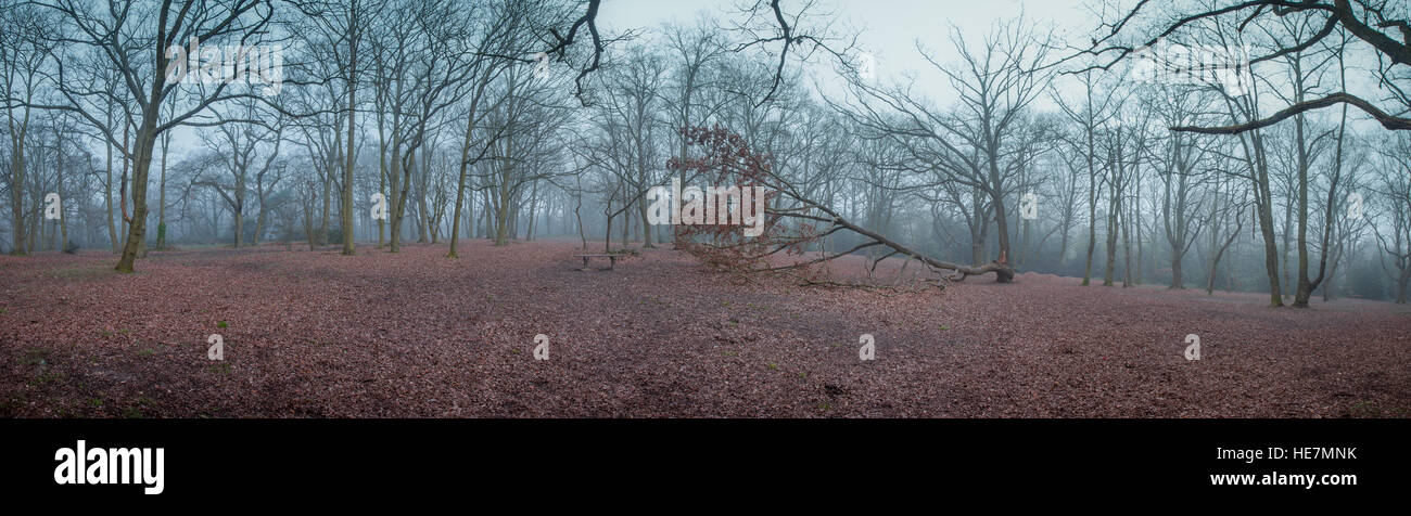 Beautiful misty forest near Rookery in London Stock Photo - Alamy