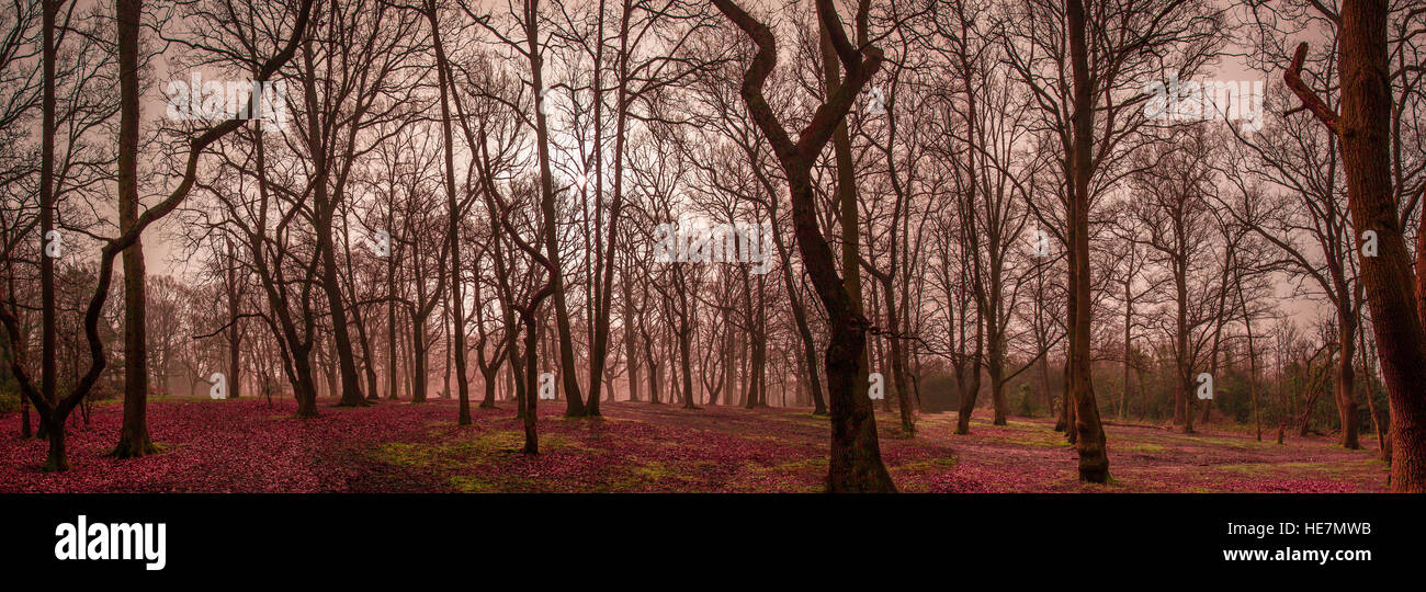 Beautiful misty forest near Rookery in London Stock Photo - Alamy