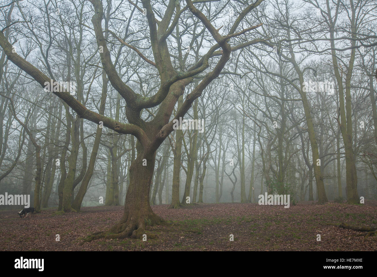 Beautiful misty forest near Rookery in London Stock Photo - Alamy