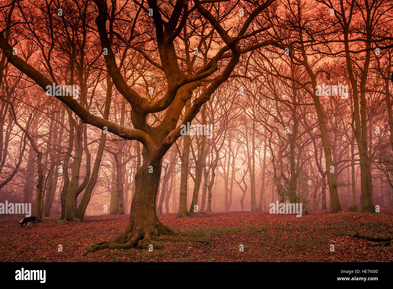 Beautiful misty forest near Rookery in London Stock Photo - Alamy