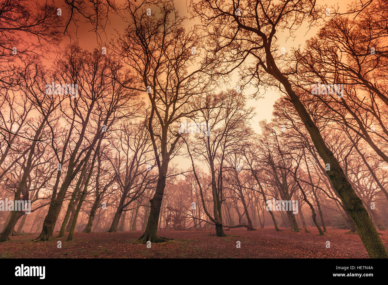 Beautiful misty forest near Rookery in London Stock Photo - Alamy