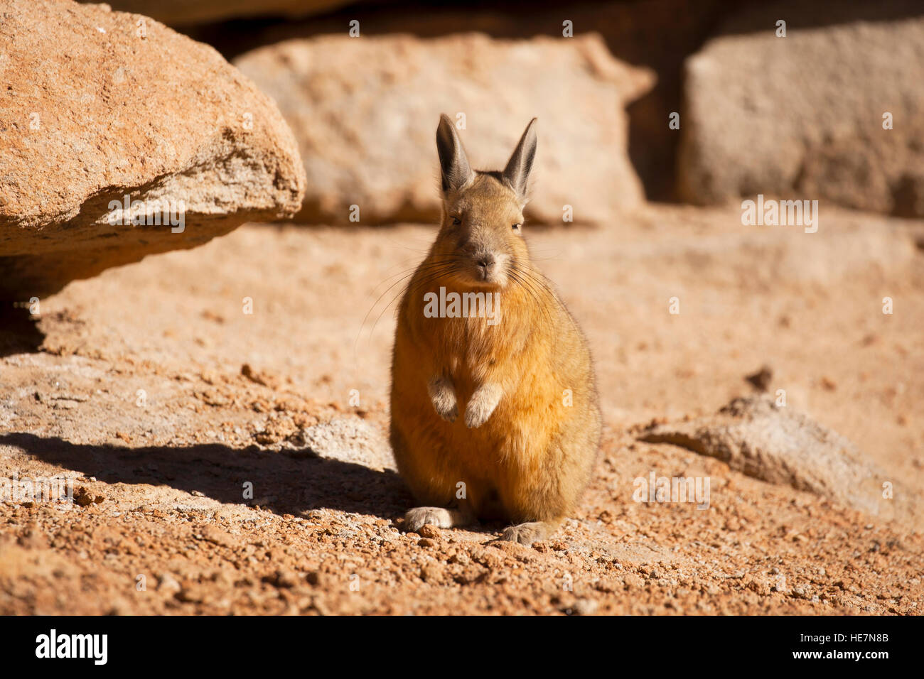 Rabbit sunbathing hi-res stock photography and images - Alamy