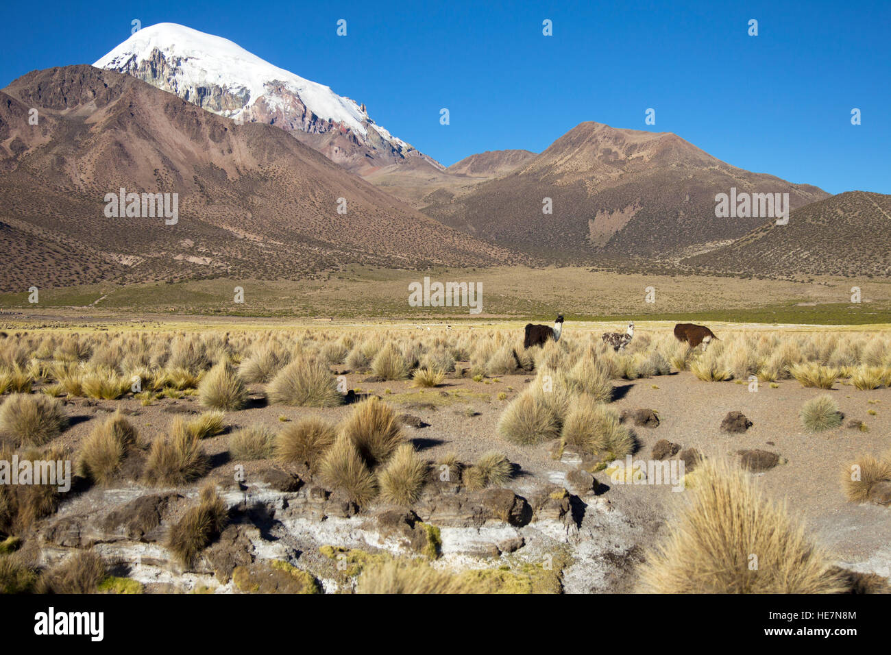 Sajama National Park in Bolivia Stock Photo - Alamy