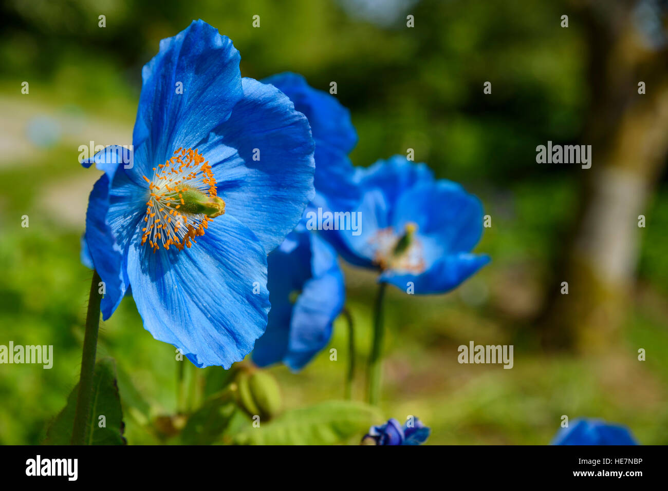 Blue Poppy, Meconopsis Crewdson Hybrid, cultivated garden flower Stock ...