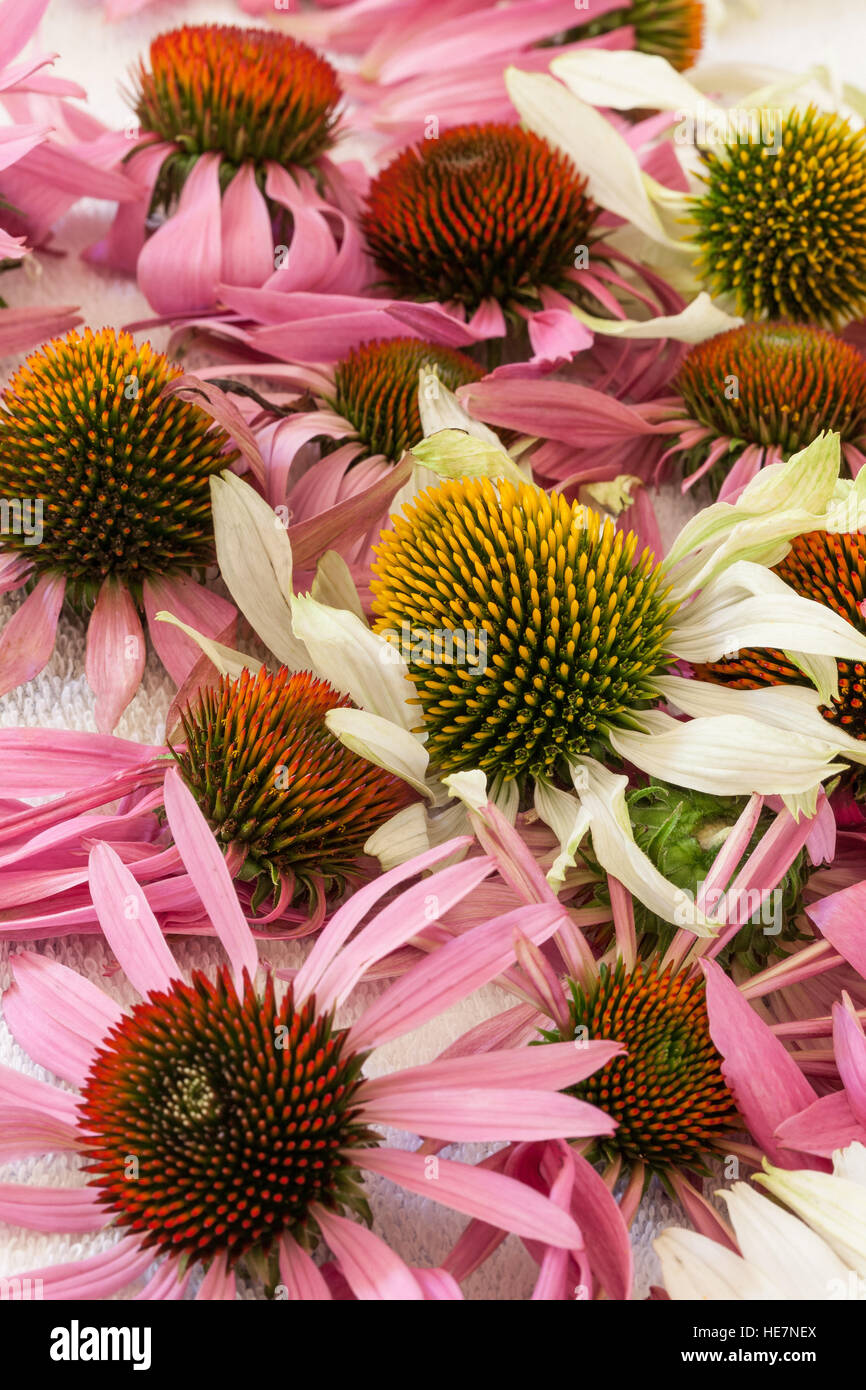 Echinacea traditional herbal medicine hi-res stock photography and ...