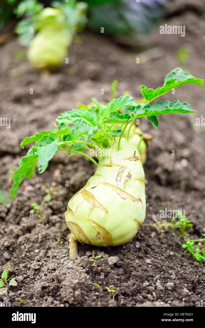 Kohlrabi, or German Turnip, on ground. Heathy vegetable Stock Photo - Alamy
