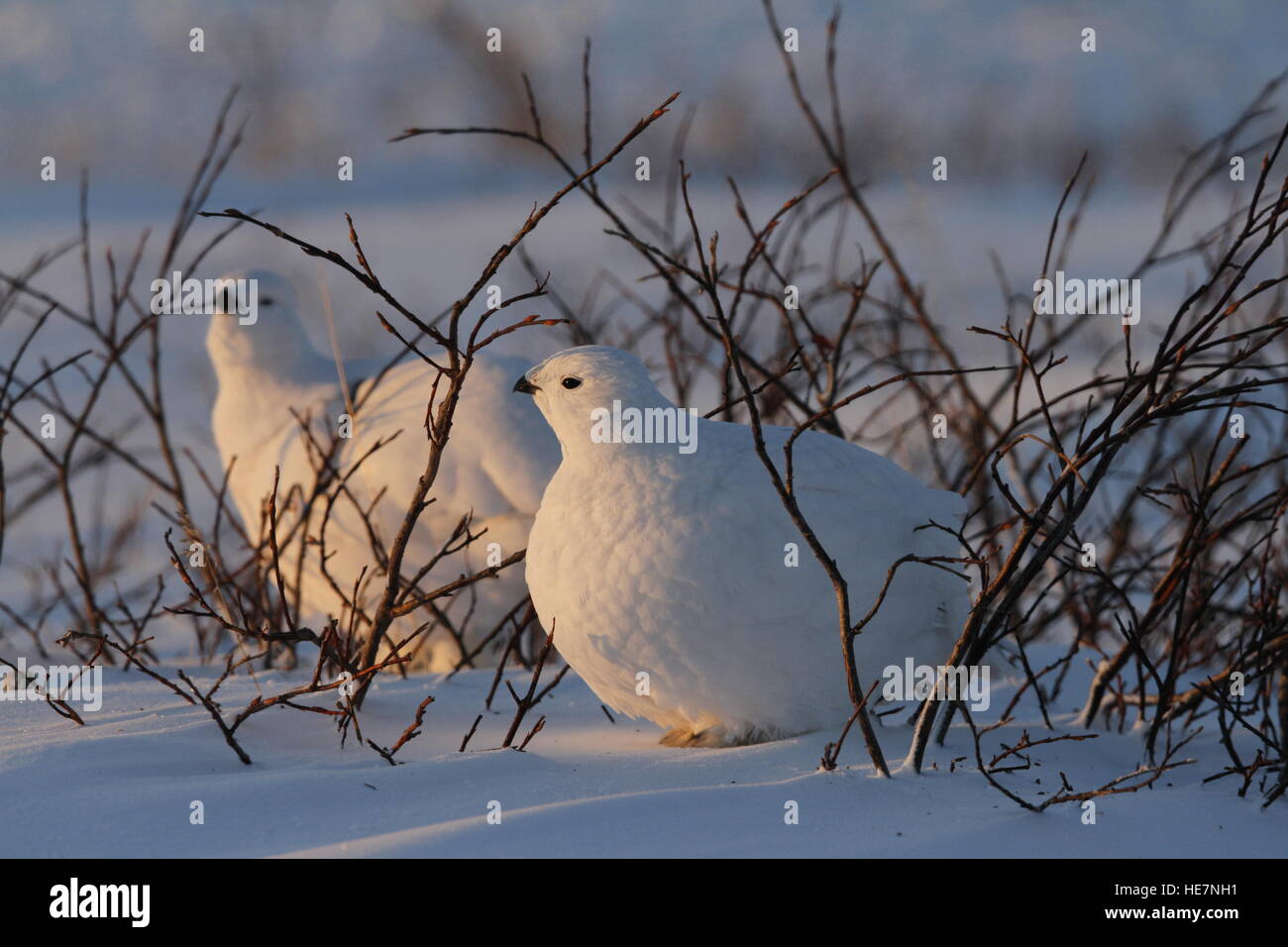 Willow Ptarmigan hiding among willows in the arctic Stock Photo - Alamy
