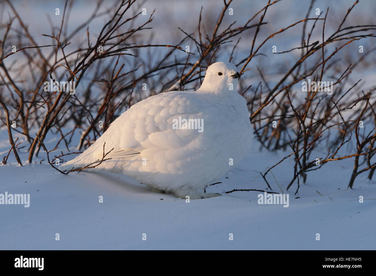 Arctic willow snow hi-res stock photography and images - Alamy