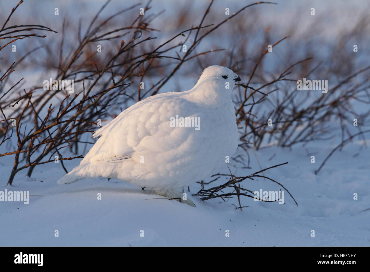 Arctic willow snow hi-res stock photography and images - Alamy