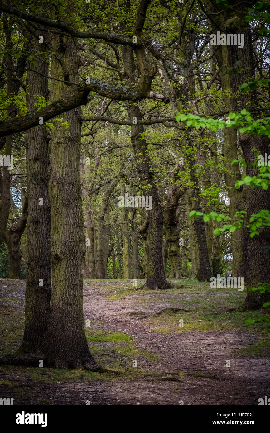 Horizontal view of the forest in England Stock Photo - Alamy