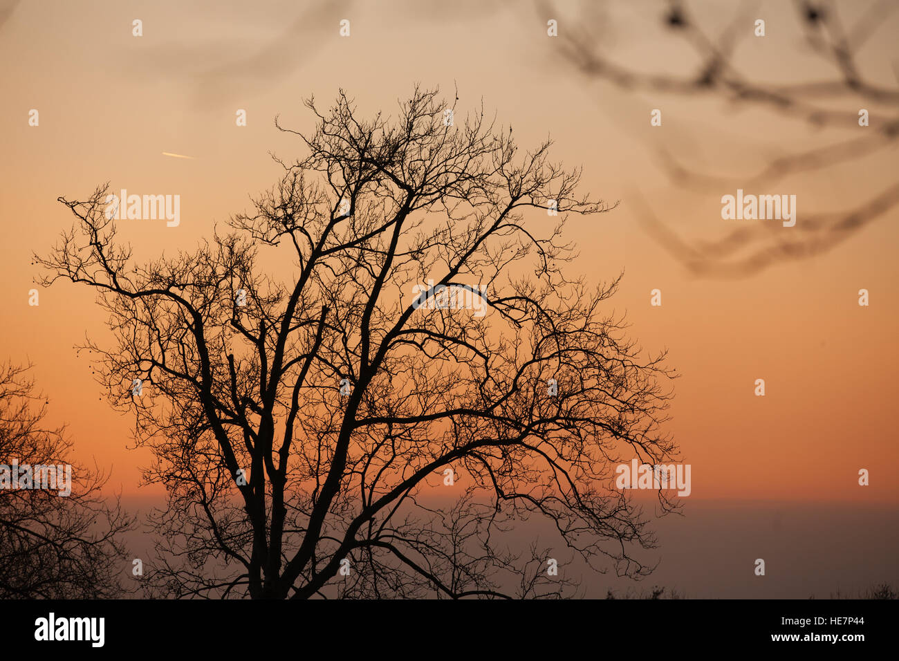 Single tree with a dramatic sunset sky in the background Stock Photo ...