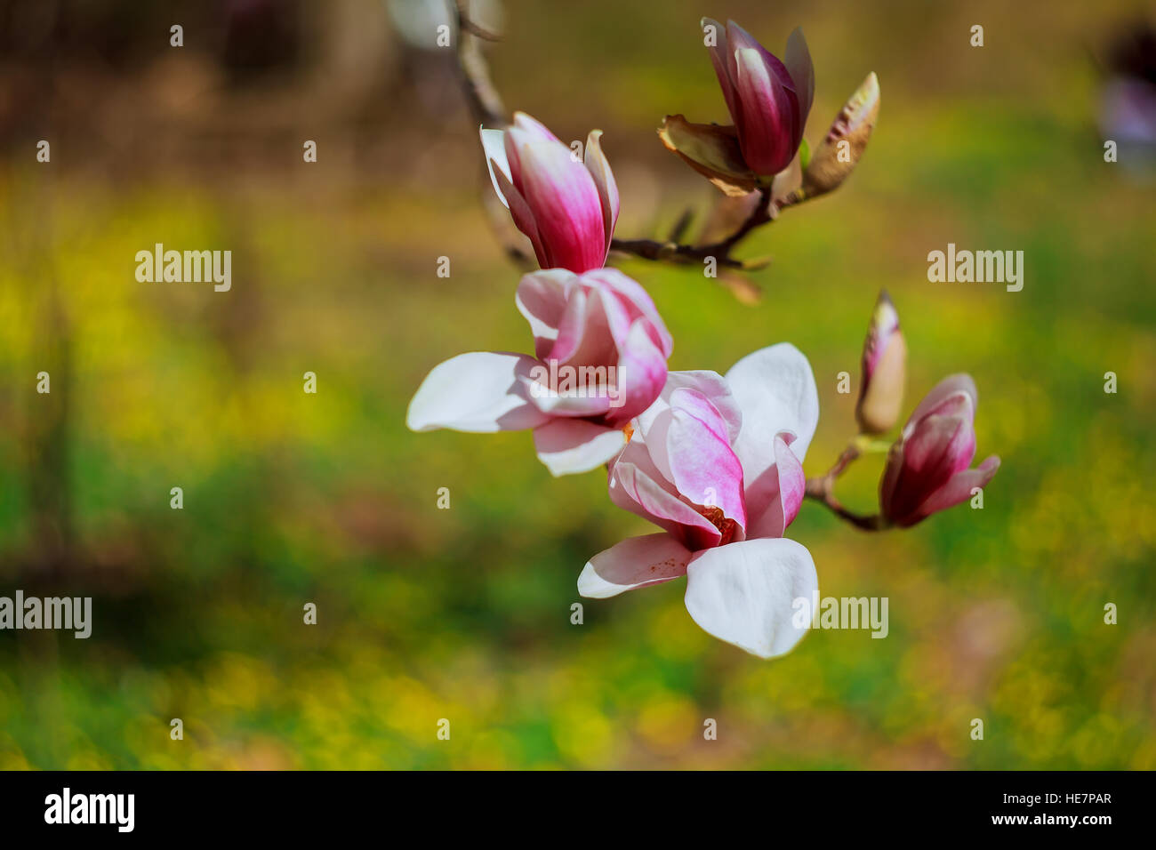 Magnolia blossom park spring Stock Photo - Alamy