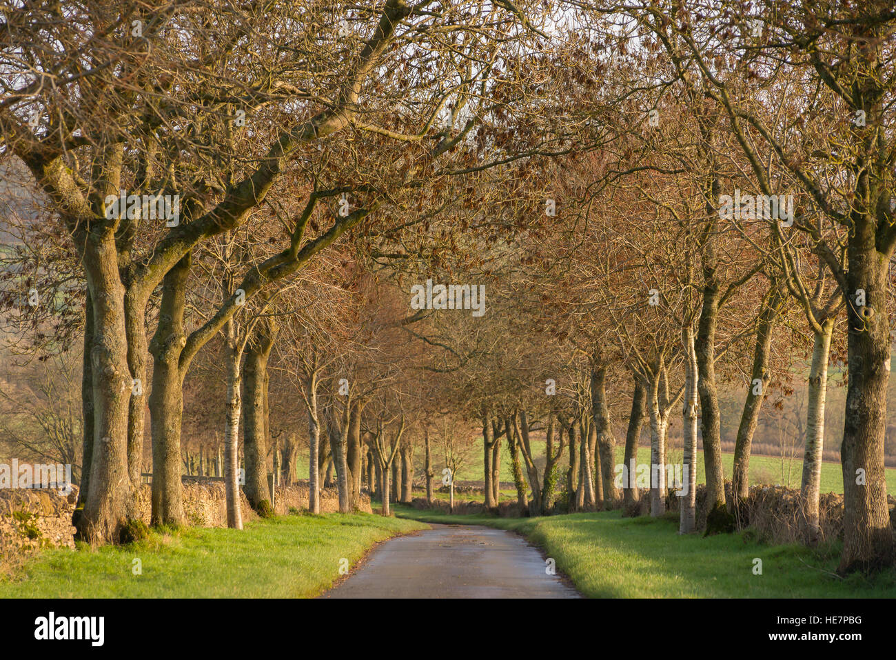 Avenue fo trees hi-res stock photography and images - Alamy