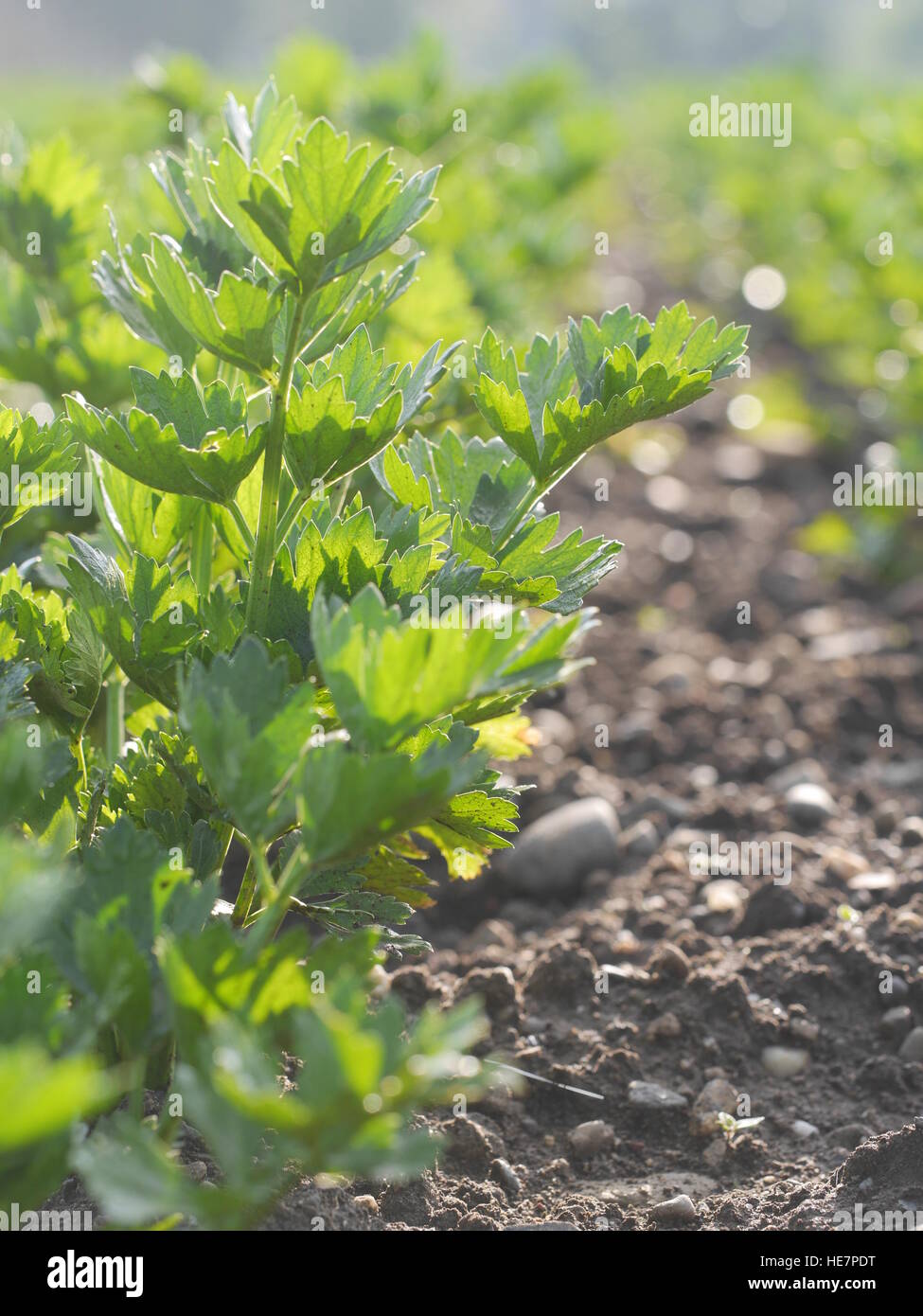 Italian Parsley Planting Guide at Scott Cahill blog