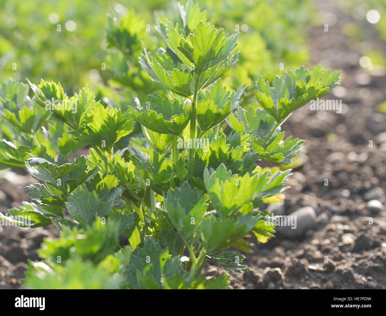 Italian Parsley gardening Stock Photo - Alamy