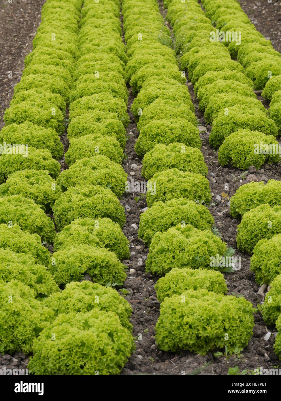 Lettuce cultivar hi-res stock photography and images - Alamy