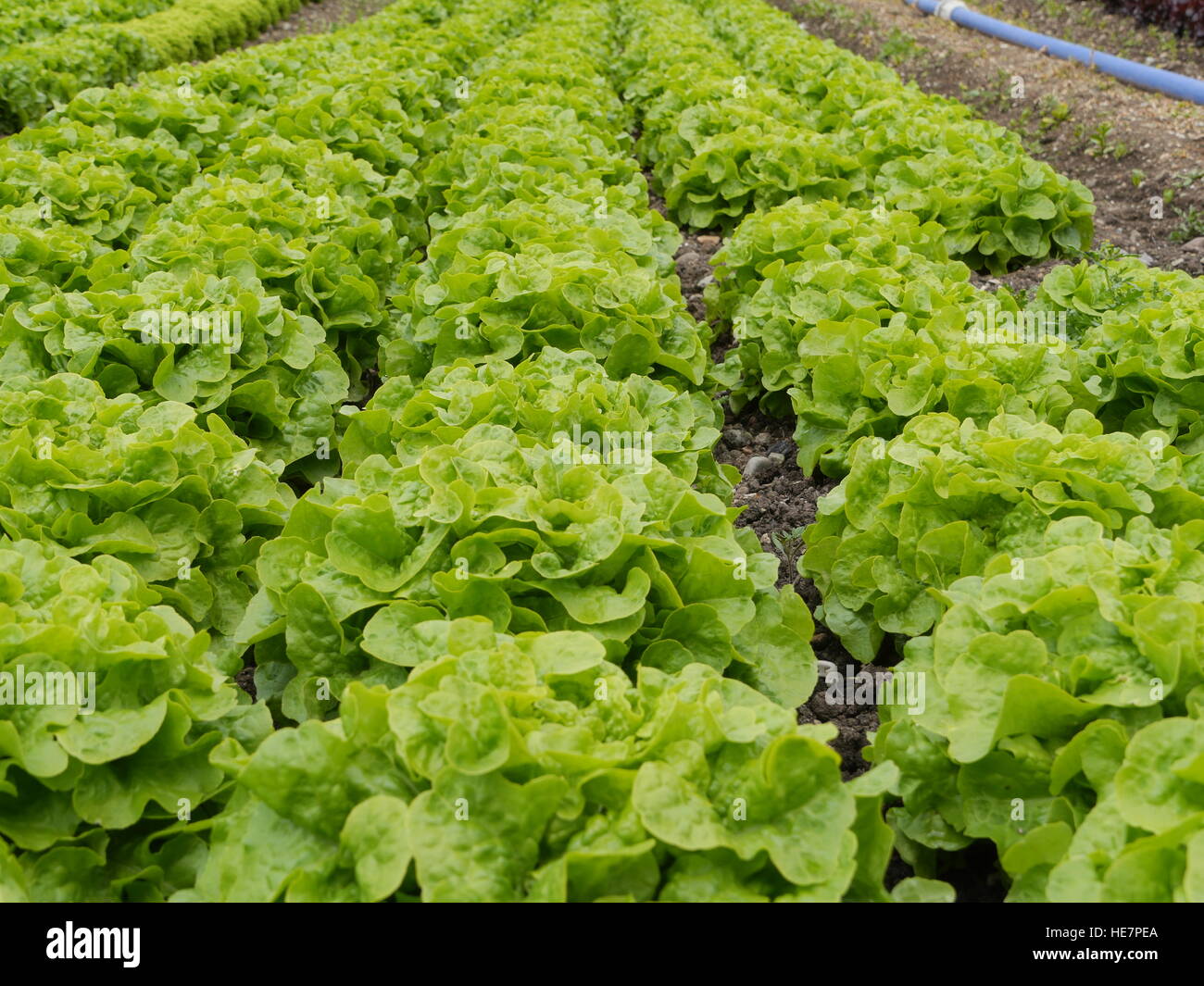 Lettuce cultivar hi-res stock photography and images - Alamy