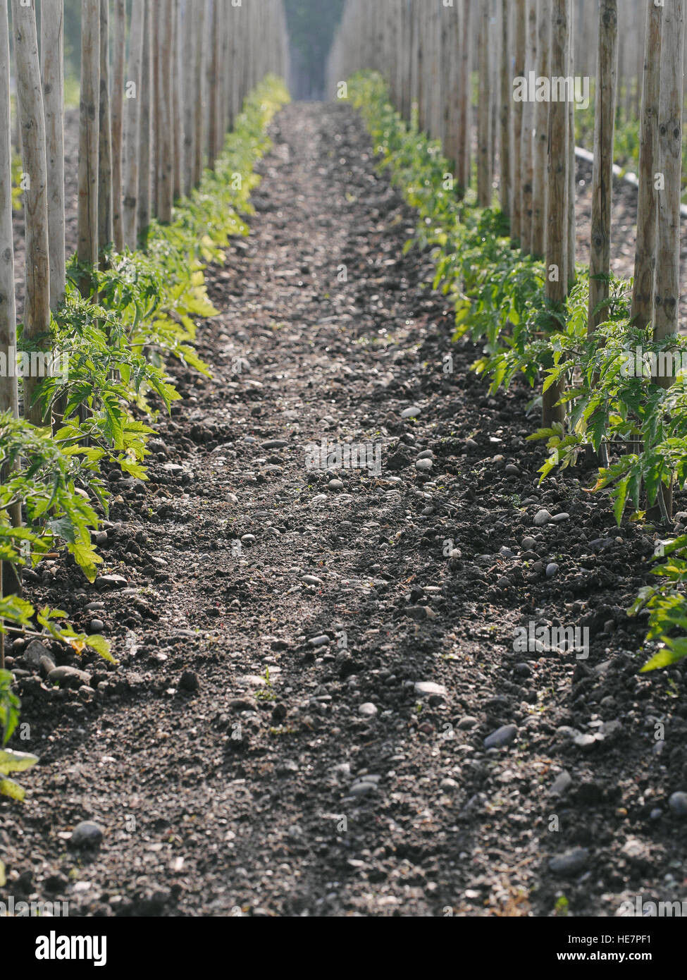 Italian Parsley gardening Stock Photo - Alamy