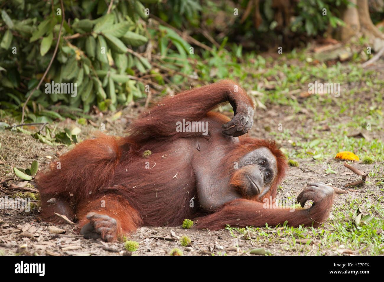 Wild Bornean Orangutan (Pongo pygmaeus) resting on the ground at Camp ...