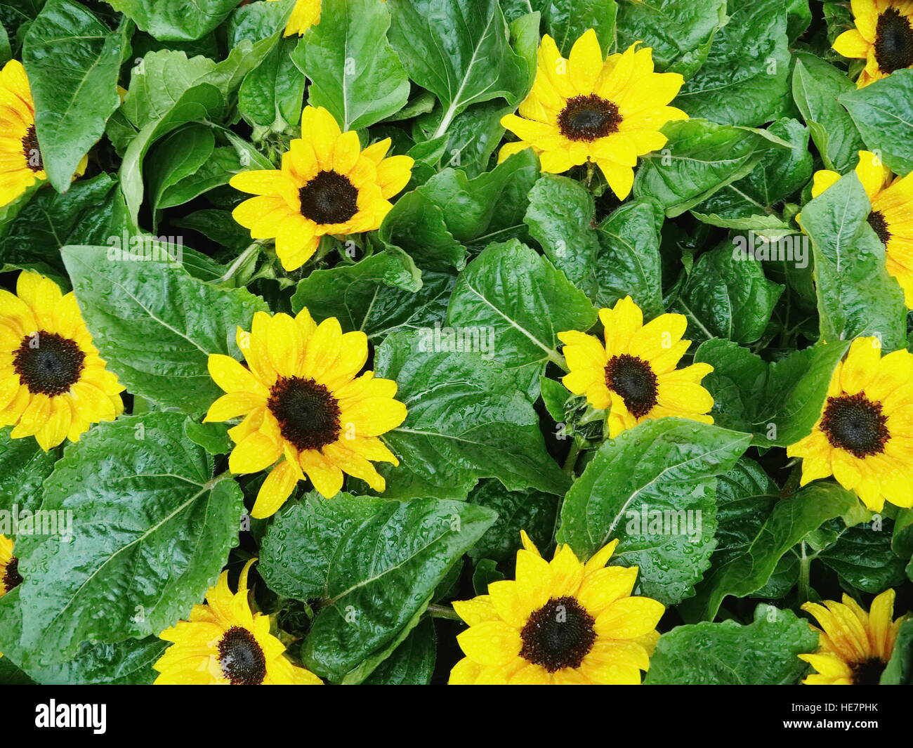 Wet sunflower hi-res stock photography and images - Alamy